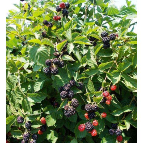 Mora More senza spine "Rubus fruticosus" frutti di bosco pianta in vaso ...
