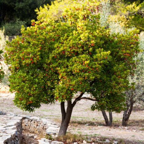 Corbezzolo "Arbutus unedo" strawberry tree pianta da frutta in vaso 19 cm