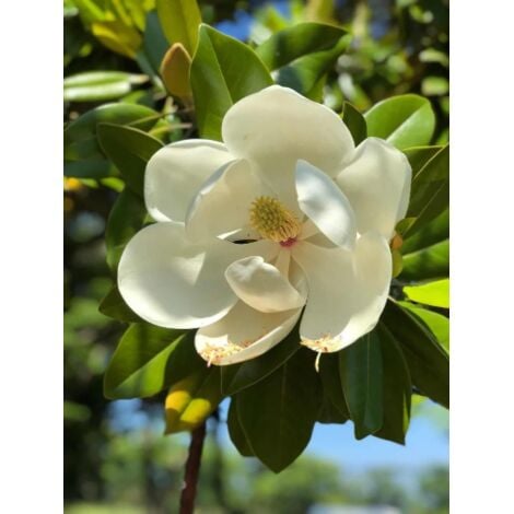 Magnolia grandiflora pianta sempreverde in vaso 18 cm h 1 metro circa