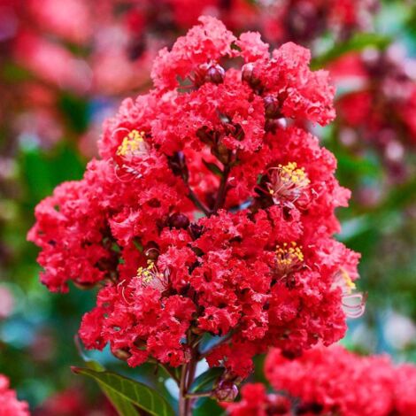Lagerstroemia indica Rossa "Durant Red" pianta in vaso 19 cm FOTO REALE