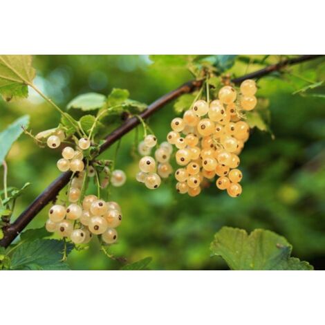 Ribes bianco "Ribes sativum" frutti di bosco pianta in vaso 18 cm