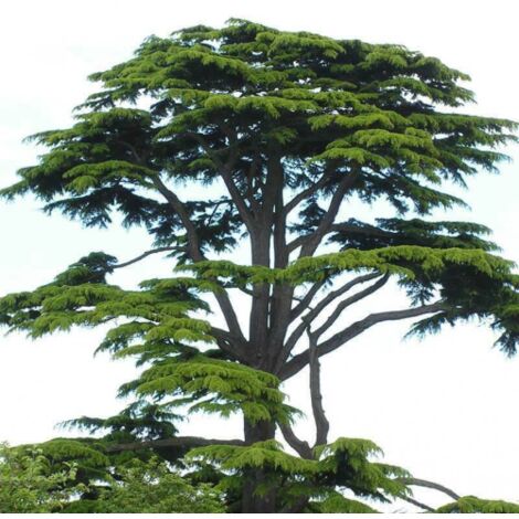 Cedro del Libano "Cedrus libani" pianta in vaso 17 cm h 100 cm circa