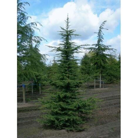 Cedro del Libano "Cedrus libani" pianta in vaso 17 cm h 100 cm circa