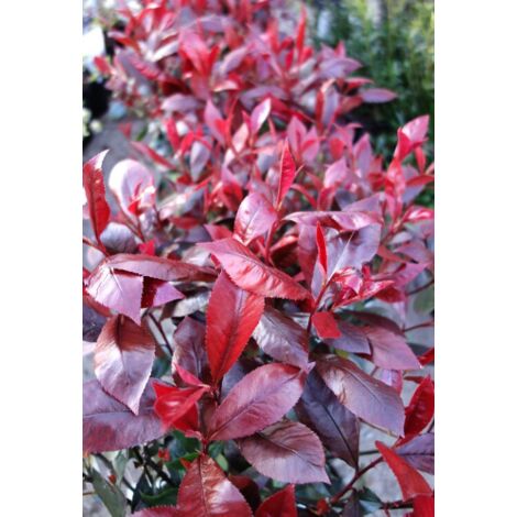 Photinia x fraseri "Red Robin Compacta" pianta da siepe fotinia ...