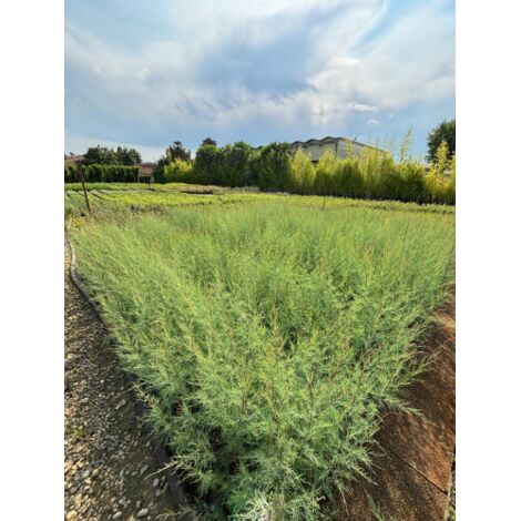 Tamarice comune "Tamarix gallica" tamarisco cipressina pianta h 60/80 cm