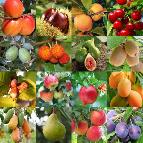 Prugno pianta da frutta innestata di 2/3 anni susino in vaso da 5 litri ...