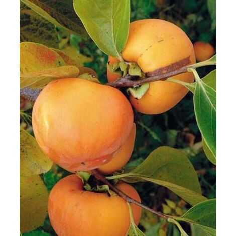 Kaki pianta da frutta innestata di 2/3 anni in vaso da 5 litri MADE IN ...