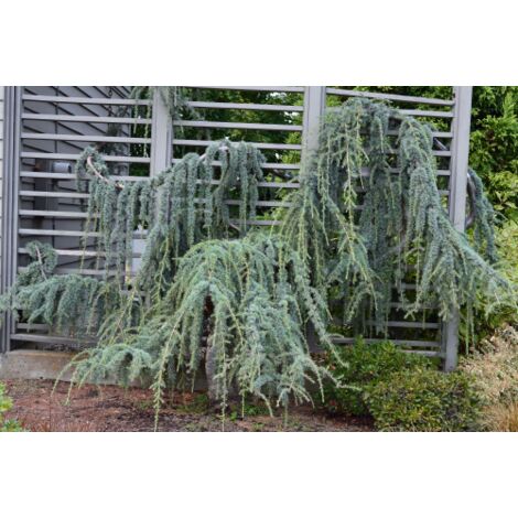 Cedro dell'Atlante piangente "Cedrus atlantica glauca pendula" pianta ...