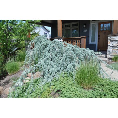 Cedro dell'Atlante piangente "Cedrus atlantica glauca pendula" pianta ...