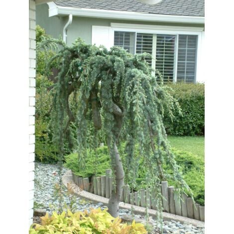 Cedro dell'Atlante piangente "Cedrus atlantica glauca pendula" pianta ...