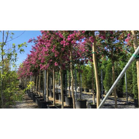 Lagerstroemia rosa "Lagerstroemia indica" pianta ad alberello in ...