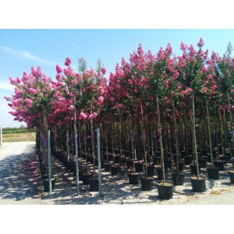 Lagerstroemia rosa "Lagerstroemia indica" pianta ad alberello in ...
