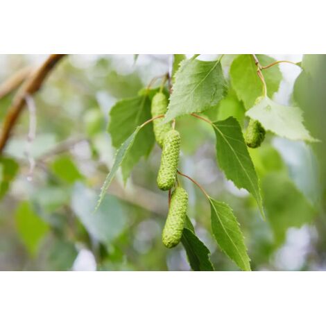 Betulla bianca alba "Betula pendula" pianta in mastello 40 cm h. 3,5/4 mt