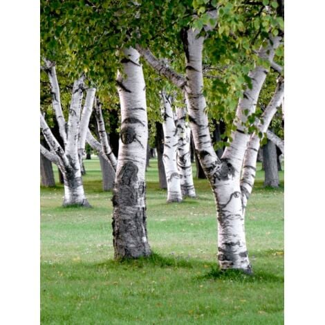 Betulla bianca alba "Betula pendula" pianta in mastello 40 cm h. 3,5/4 mt