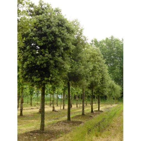 Leccio Elce "Quercus ilex" pianta sempreverde esemplare in mastello 60 ...