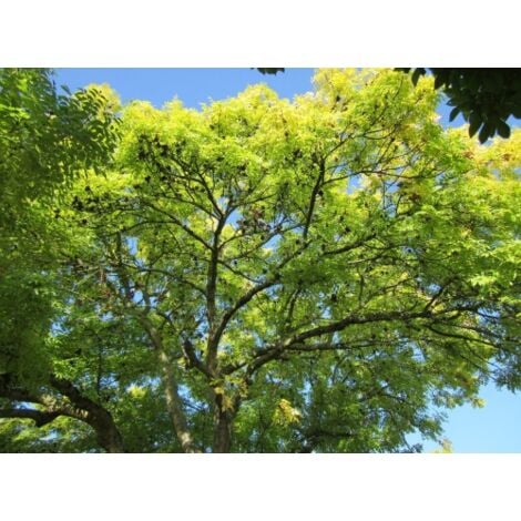 Frassino comune "Fraxinus excelsior" pianta a cespuglio in mastello 50 ...