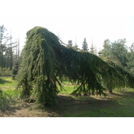 Cedro dell'Himalaya piangente "Cedrus deodara pendula" pianta innestata ...
