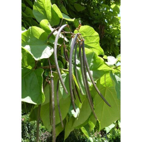 Catalpa bignonioides "Albero dei sigari" pianta in vaso 22 h. 150/170 cm