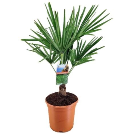 Palma cinese di Chusan "Trachycarpus fortunei" pianta in vaso 19 cm ...