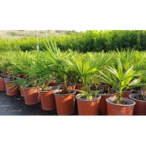 Palma cinese di Chusan "Trachycarpus fortunei" pianta in vaso 19 cm ...