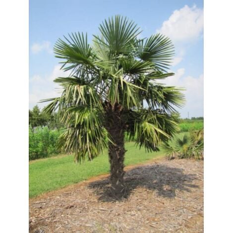 Palma cinese di Chusan "Trachycarpus fortunei" pianta in vaso 19 cm ...