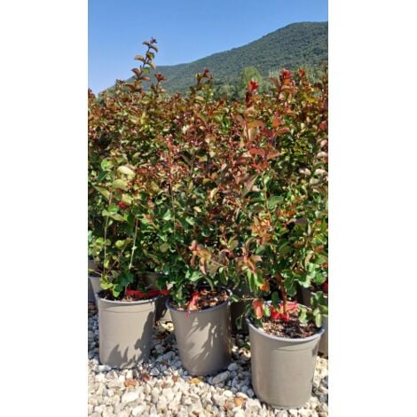 Lagerstroemia indica rossa "Dynamite" pianta in vaso 18 cm h 50/70 cm ...