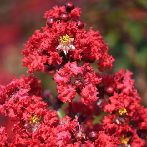Lagerstroemia indica rossa "Dynamite" pianta in vaso 18 cm h 50/70 cm ...