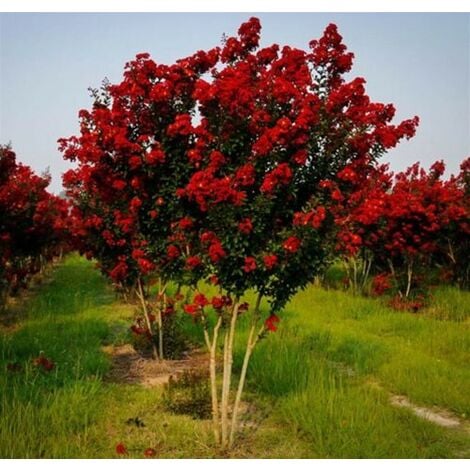 Lagerstroemia indica rossa "Caroline Beauty" pianta in vaso 9 cm ...