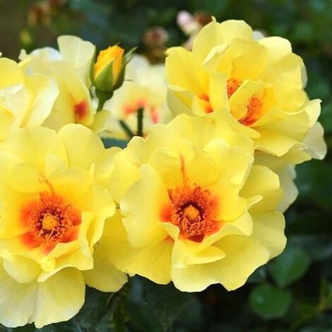 Pianta ROSA BREVETTATA EYECONIC rampicante ® MEILLAND gialla vera ...