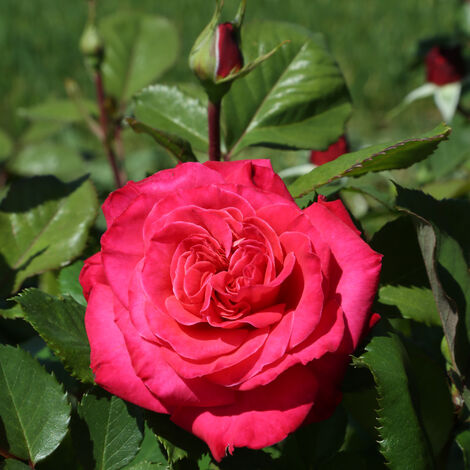 Pianta di ROSA CHERRY EXPLOSION ® MEILLAND RAMPICANTE rosso vaso20 FOTO ...