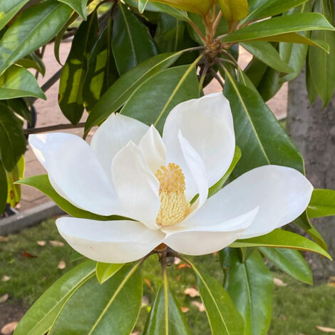 Pianta di MAGNOLIA GRANDIFLORA foglie GRANDI in vaso 18 cm FOTO REALE