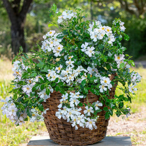 Pianta ROSA PAESAGISTICA CHAMPS ELYSEES® MEILLAND cespuglio bianco vera ...