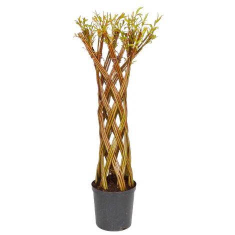 Pianta di SALIX CONTORTA salice INTRECCIATO ornamentale vaso15 FOTO REALE