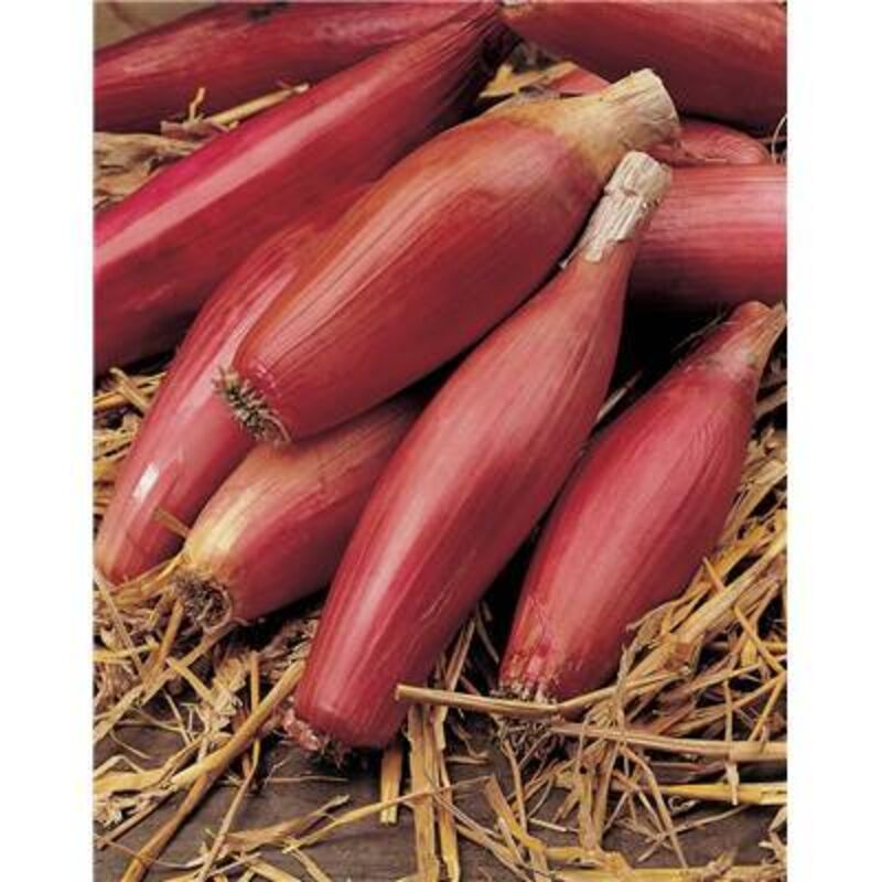 OIGNON ROSSA DI FIRENZE SIMIANE - 5 G - Graines