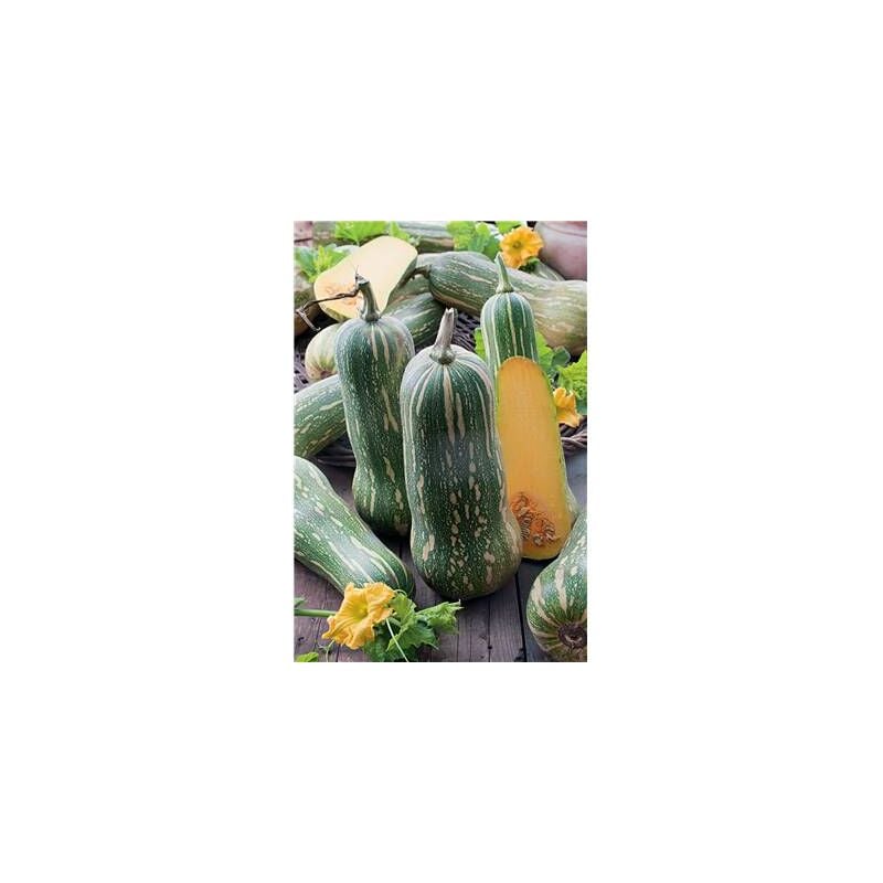 COURGE PLEINE DE NAPLES - Graines de légumes - 5 G