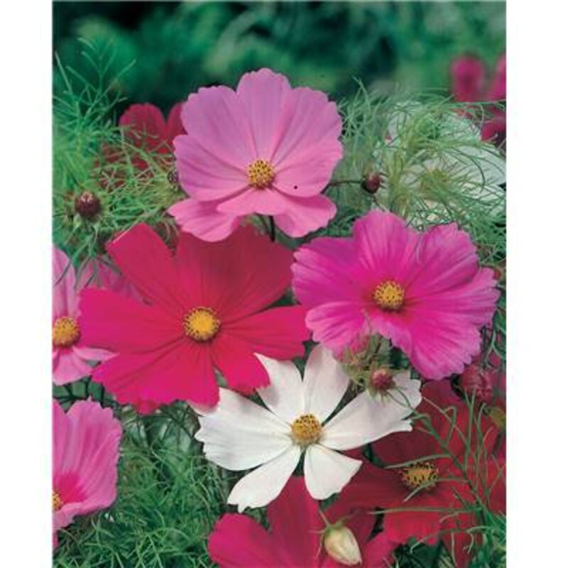 COSMOS SENSATION - Graines de fleurs - 2 G