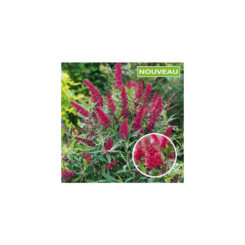BUDDLEIA BUTTERFLY CANDY® LITTLE RUBY - LE GODET
