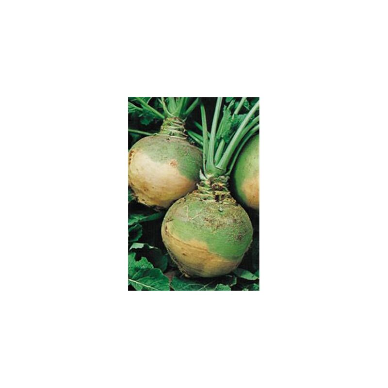 CHOU NAVET RUTABAGA JAUNE COLLET - 25 G - GRAINES