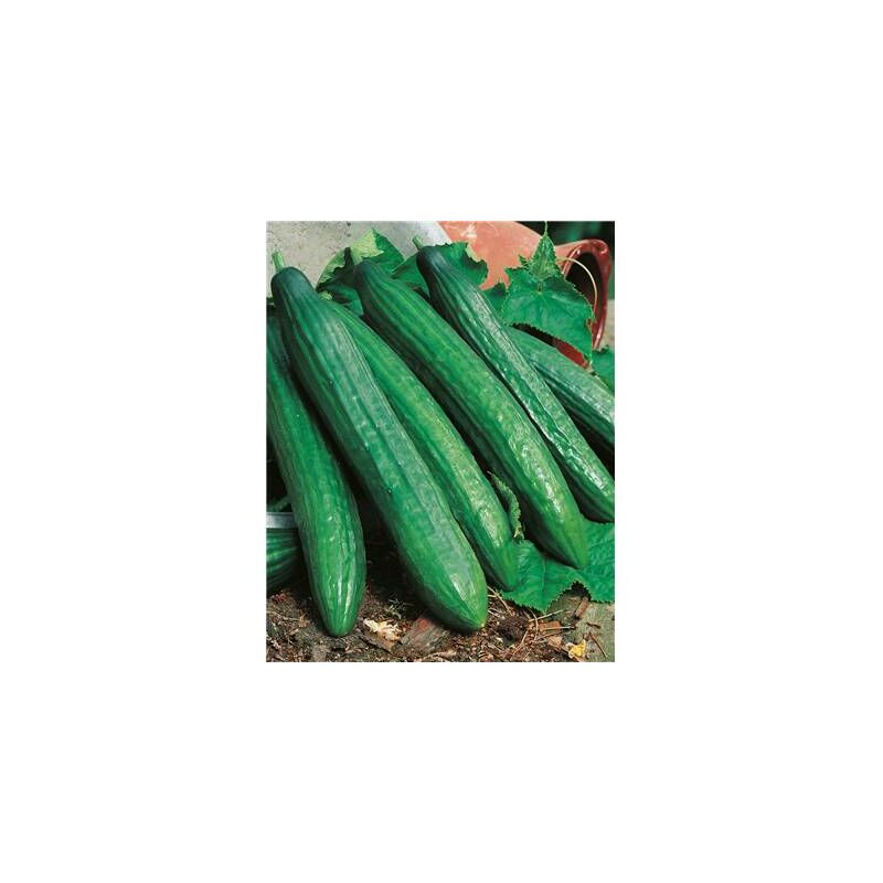 CONCOMBRE VERT LONG MARAICHER - 3 G - graines