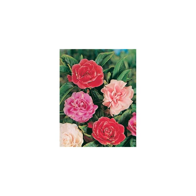 BALSAMINE BUISSON FLEURI - 1.5 G -Massif fleurie