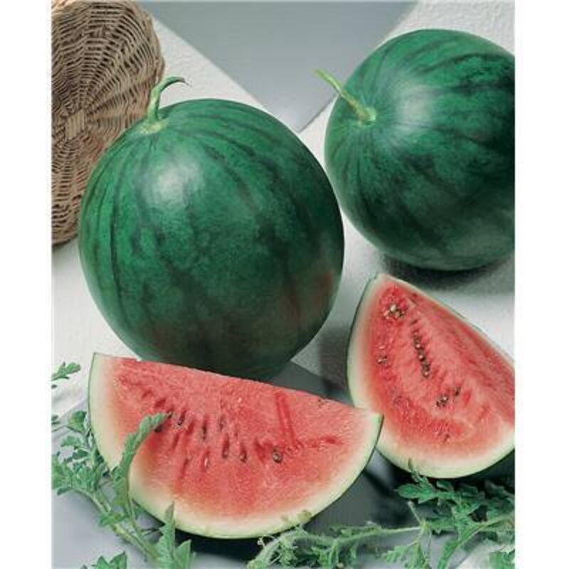 PASTEQUE SUGAR BABY - 2 G - GRAINES