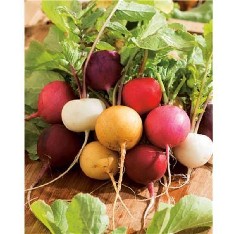 RADIS RONDS EN MELANGE - 10 G - Graines de légumes