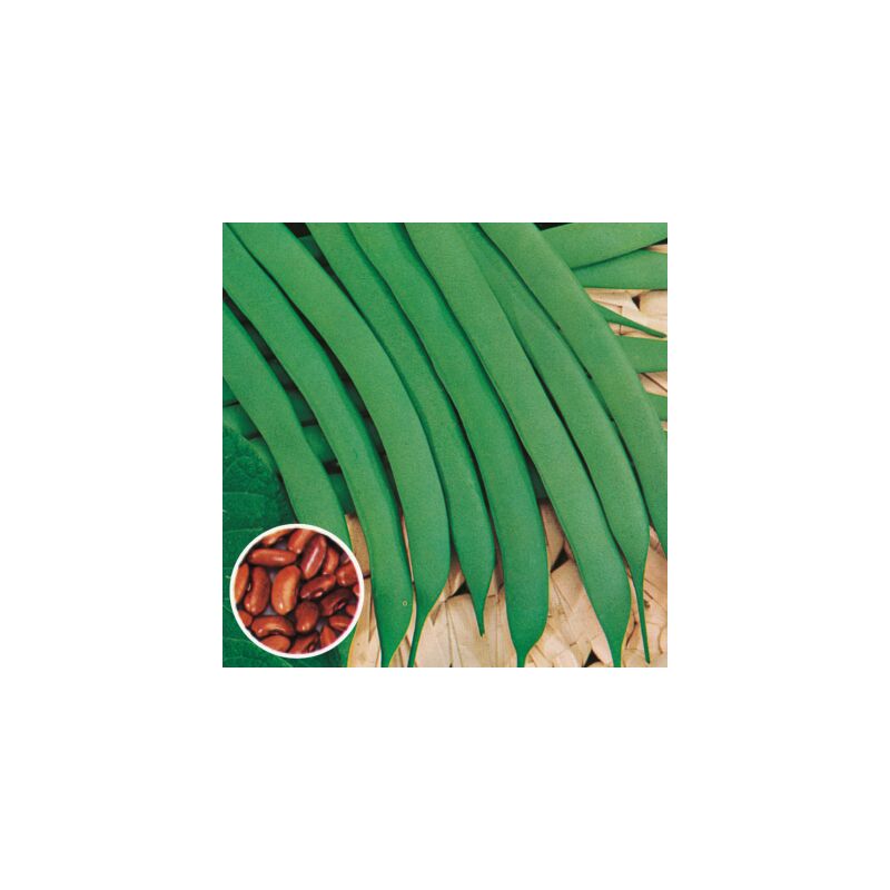 HARICOT CANADIAN WONDER - Graines - 150 G