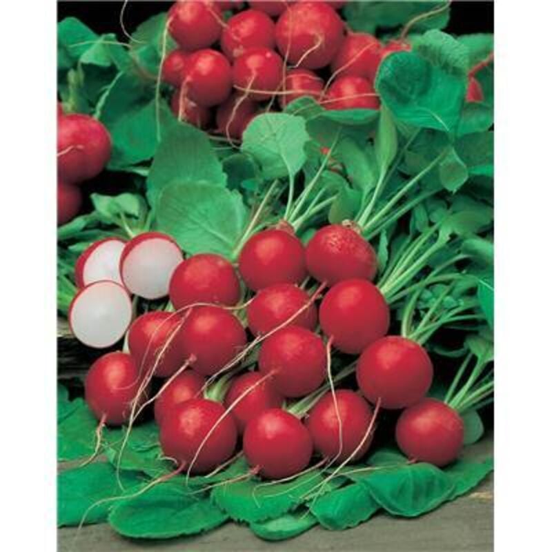 RADIS A FORCER ROND ECARLATE - 10 G - GRAINES