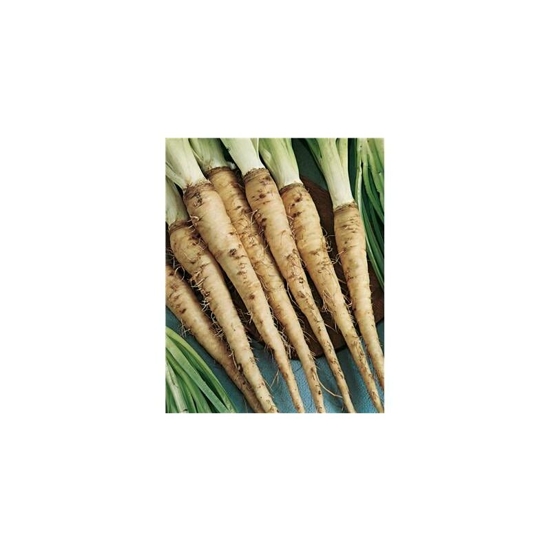 SALSIFIS BLANC GEANT AMELIORE - 5 G - Graines