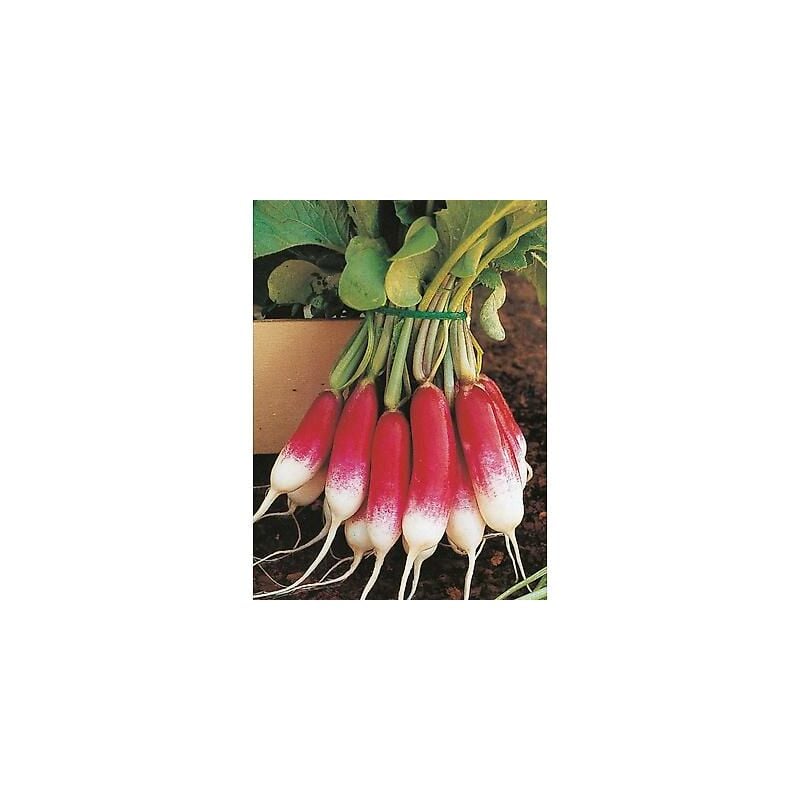 RADIS DE DIX HUIT JOURS - 10 G - GRAINES DE LÉGUMES