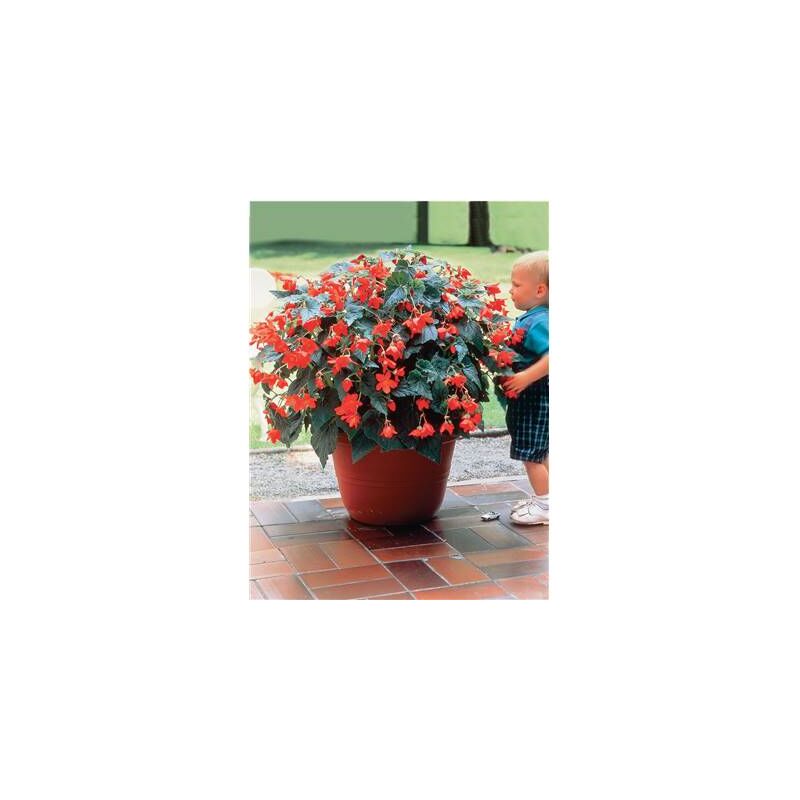 BEGONIA BERTINI - 3 BULBES - bulbes