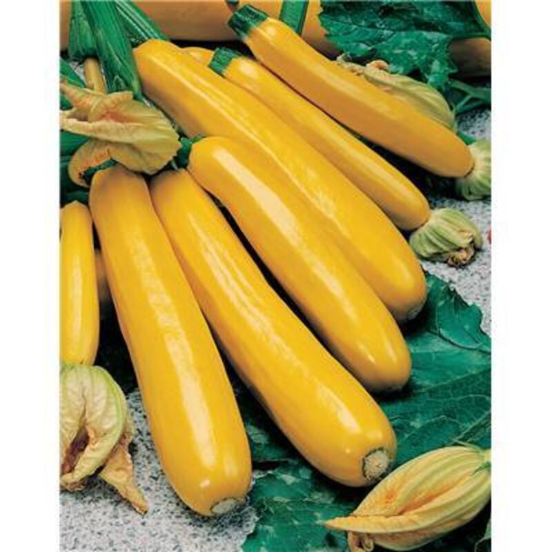 COURGETTE PARADOR HF1 - 5 G - Graines