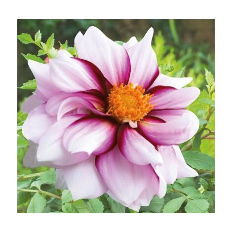 DAHLIA EDFGE OF JOY - 1 BULBE