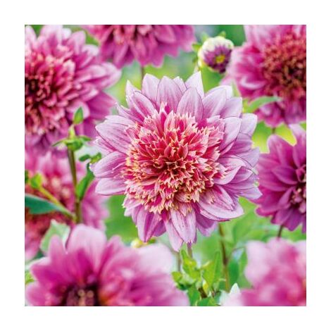 DAHLIA MAMBO - 1 BULBE
